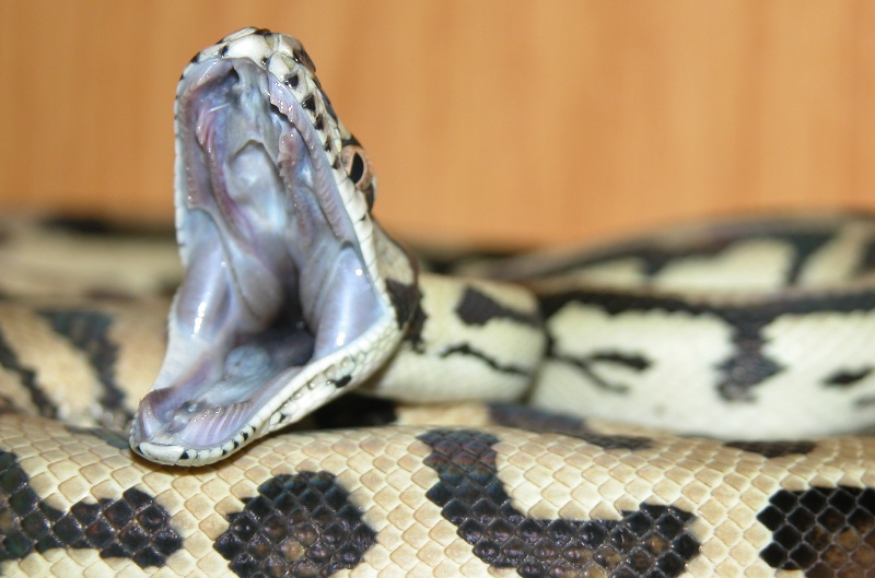 Ball Python Yawn Gif